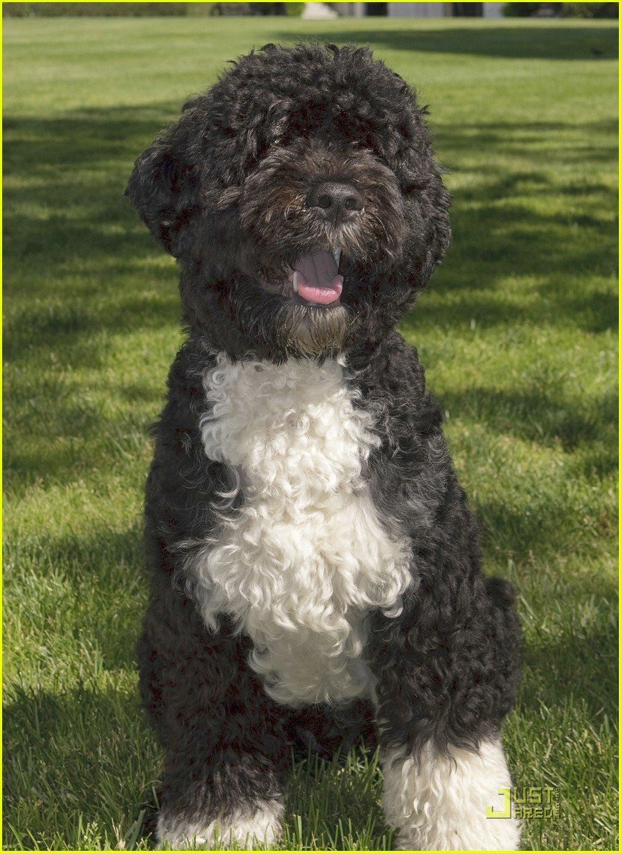 Bo Obama: First Dog Of The United States: Photo 1998891 | Barack Obama ...
