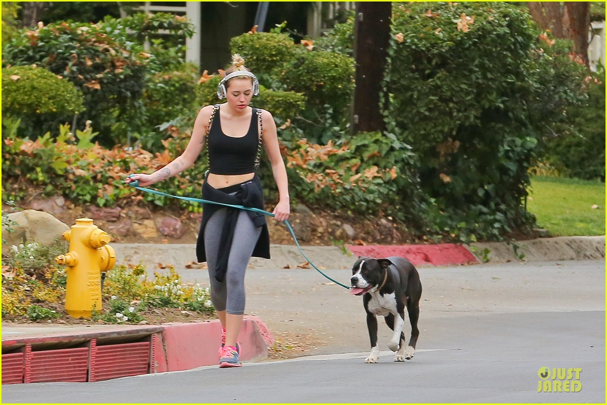 Miley Cyrus Bares Midriff While Walking Dog Mary Jane!: Photo 3024609 ...