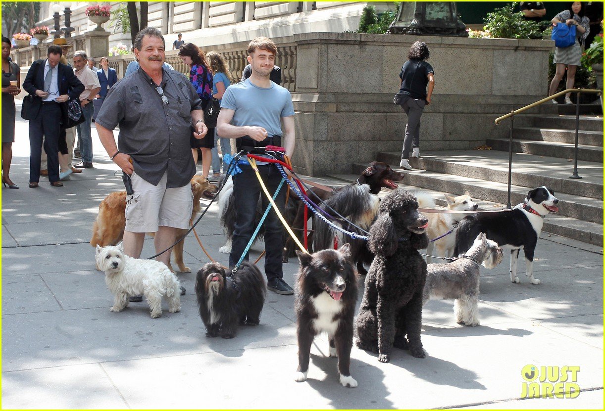 Daniel Radcliffe Handles Multiple Dogs on NYC 'Trainwreck' Set!: Photo ...