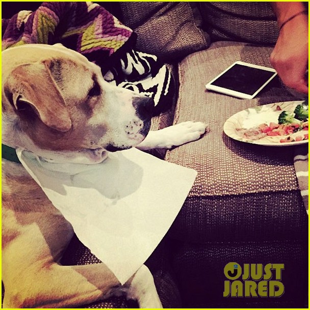 Kaley Cuoco's Brilliant 'Shark Tank' Idea: Doggie Bibs!: Photo 3212305 ...