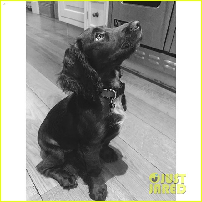 There's a New Addition to the Beckham Family - Meet Puppy Olive!: Photo ...