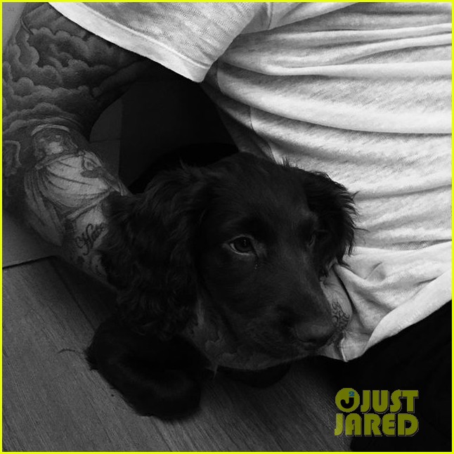There's a New Addition to the Beckham Family - Meet Puppy Olive!: Photo ...
