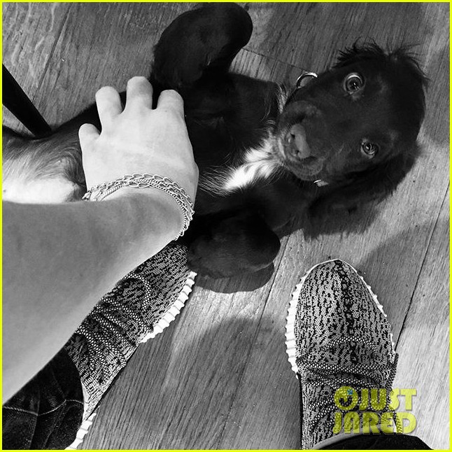 There's a New Addition to the Beckham Family - Meet Puppy Olive!: Photo ...