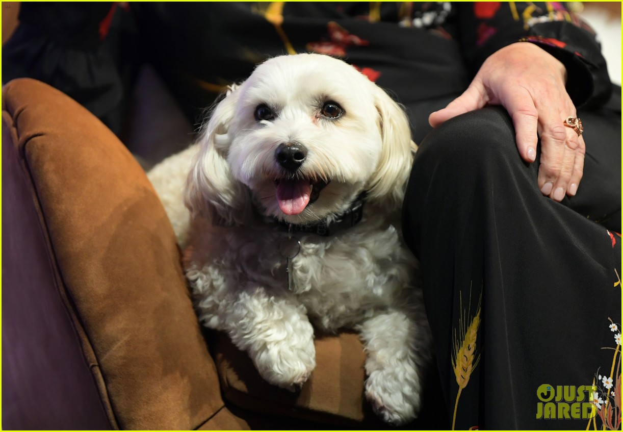 Glenn Close's Dog Pip Joins Her to Accept an Award!: Photo 4223164 ...