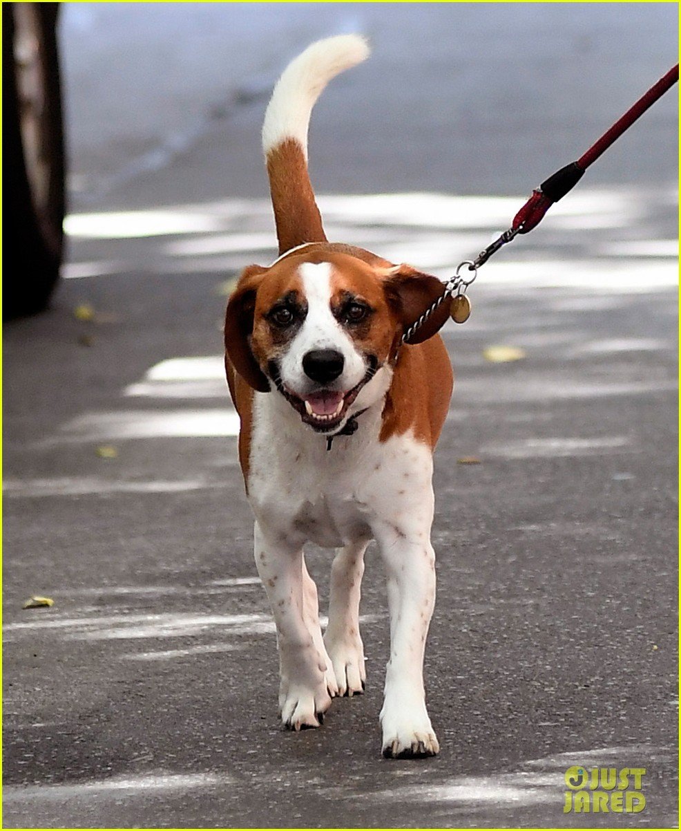 Andy Cohen Shows Off Buff Summer Bod While Walking His Dog: Photo ...