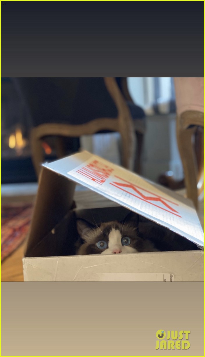 Joe Alwyn Shares Cute Pics of Girlfriend Taylor Swift's Cat Benjamin ...