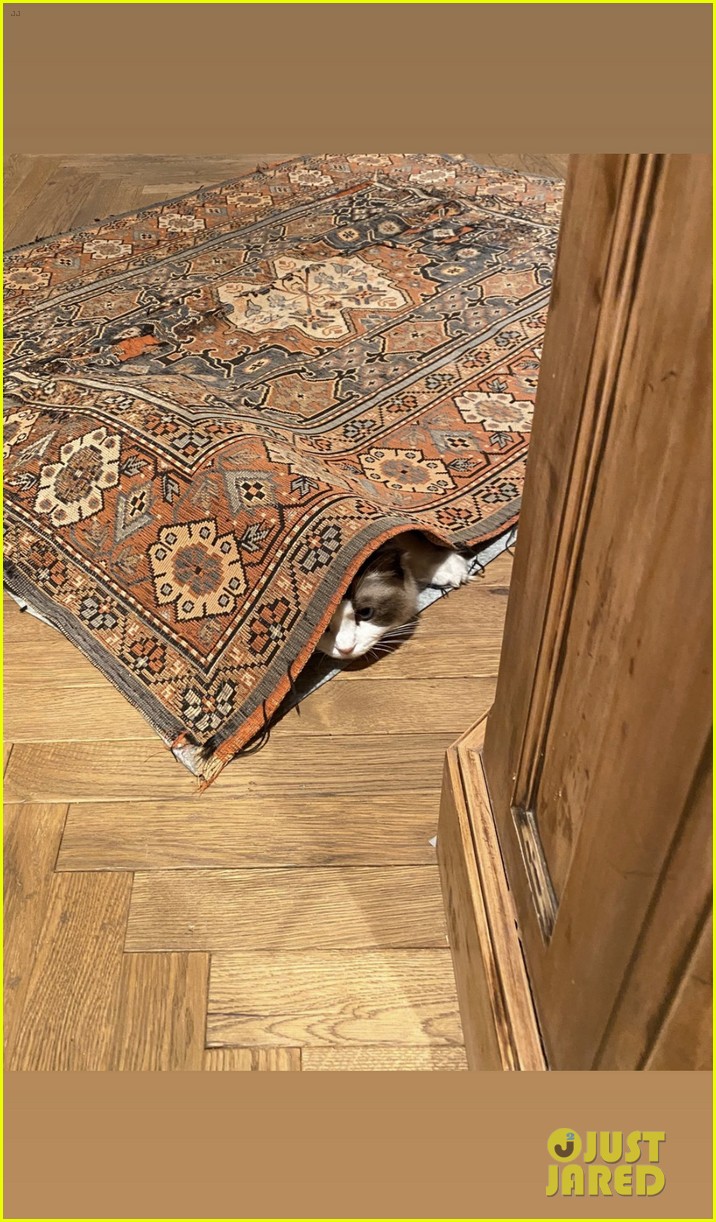 Joe Alwyn Shares Cute Pics of Girlfriend Taylor Swift's Cat Benjamin ...