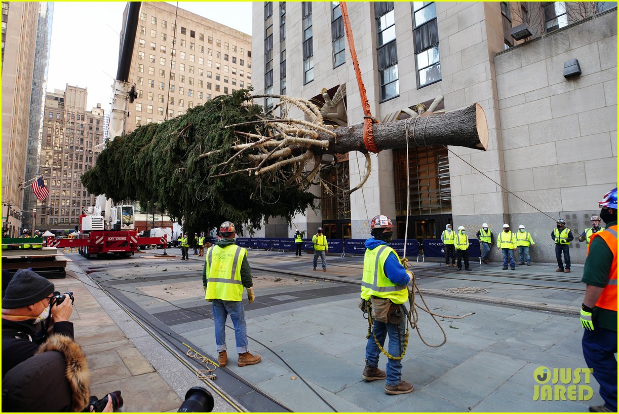 Photo: rockefeller christmas tree owl stowaway 05 | Photo 4501716 ...