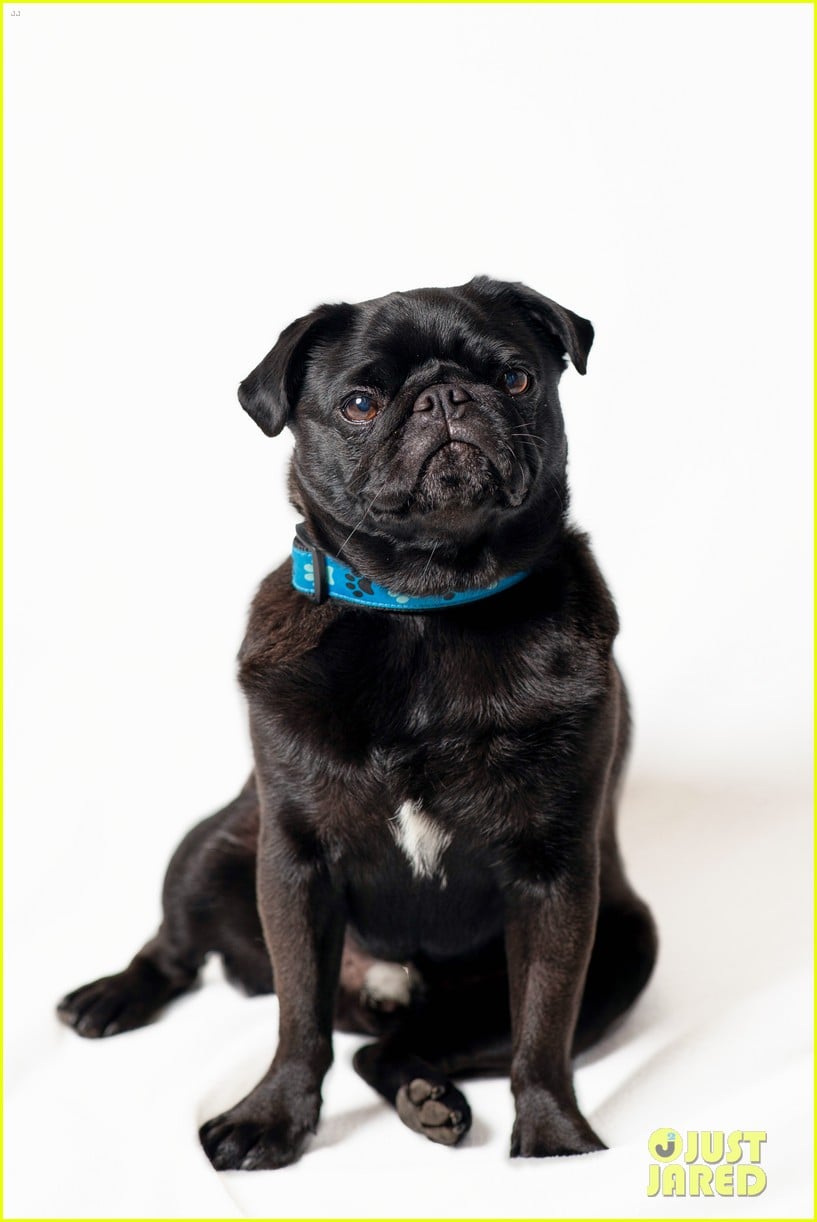 Hallmark Channel's First Movie of 2023, The Dog Lovers Guide To Dating ...