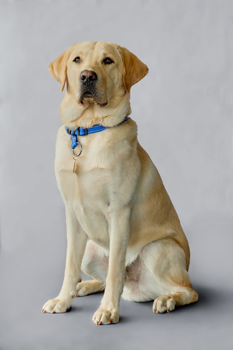 Hallmark Channel Puts A Spotlight On Guide Dogs in 'Guiding Emily ...