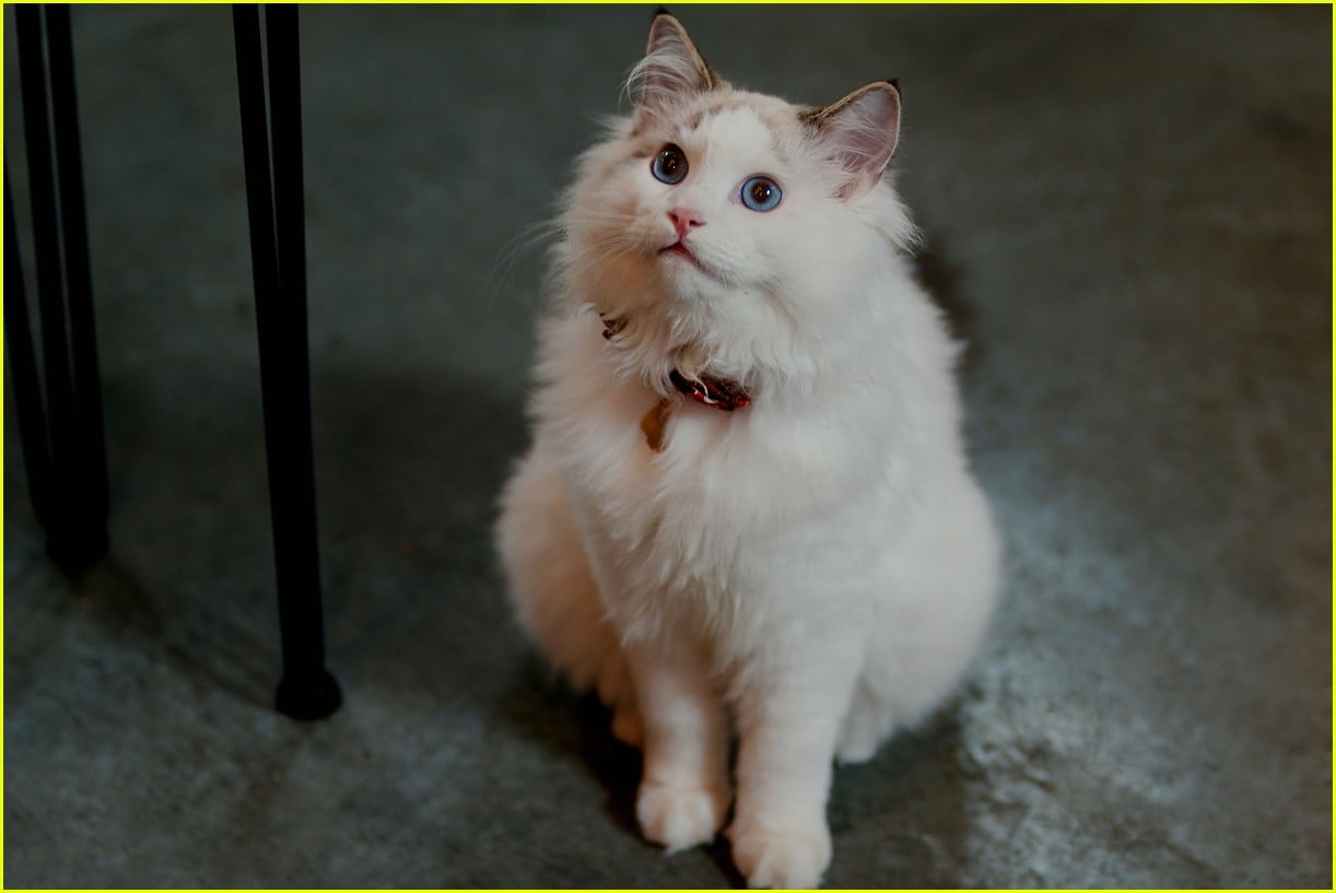 Erin Cahill & Paul Campbell Bonded with 15 Cats In-Between Takes on ...