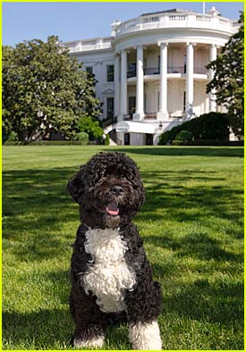 Bo Obama: First Dog Of The United States | Barack Obama | Celebrity ...