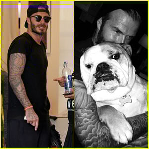 David Beckham Cuddling With His Dog is the Cutest Thing | Celebrity ...