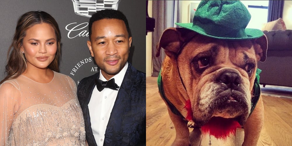 Chrissy Teigen & John Legend’s Beloved Dog Puddy Has Died | Celebrity ...