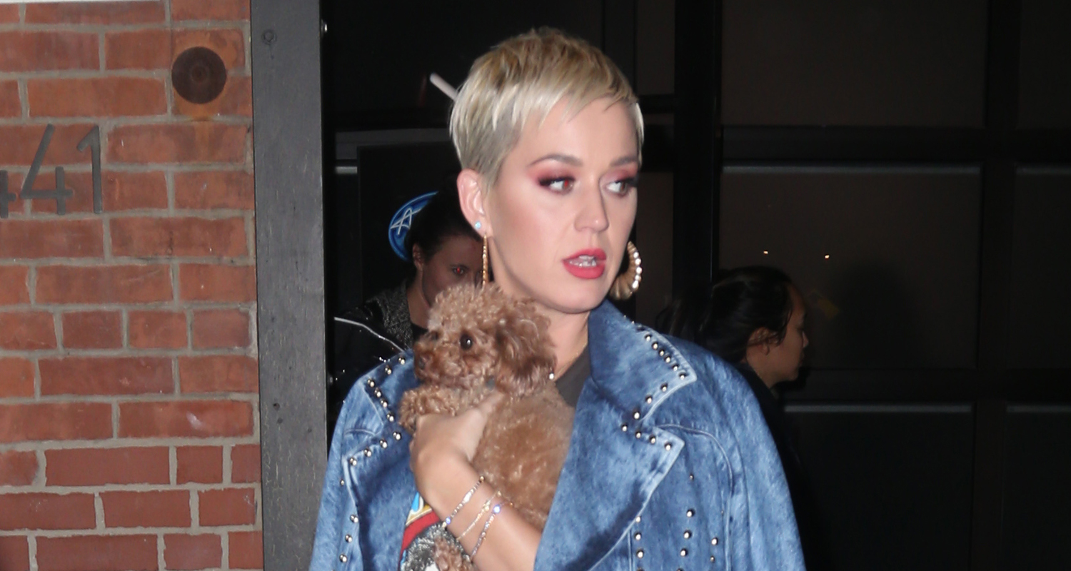Katy Perry Cozies Up to Pooch Nugget While Stepping Out in NYC ...
