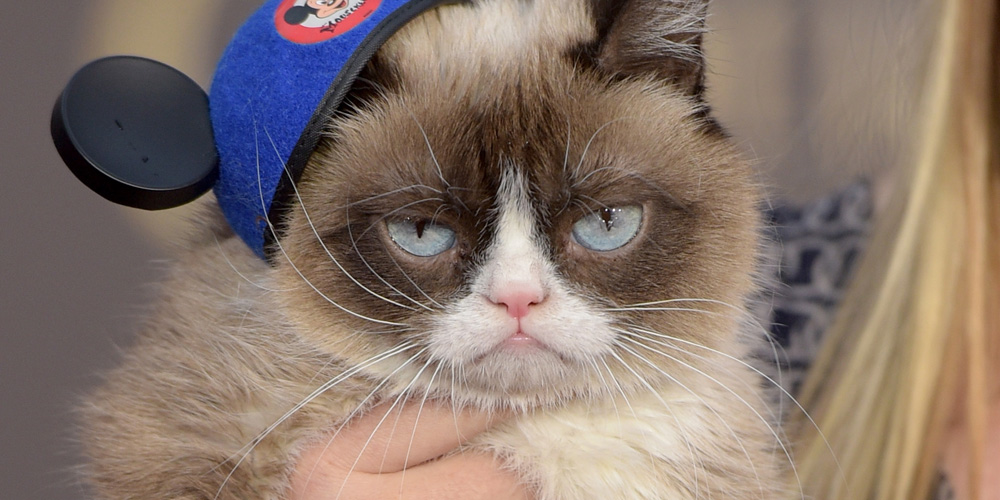 Grumpy Cat Dead – Beloved Internet Famous Cat Dies at 7 | Celebrity ...
