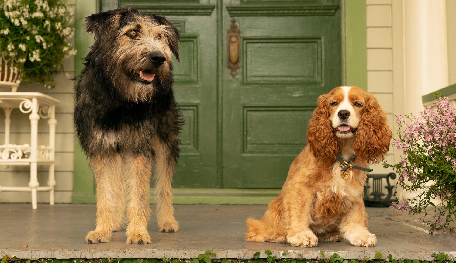 Disney+’s Live-Action ‘Lady & the Tramp’ Gets New Trailer – Watch ...