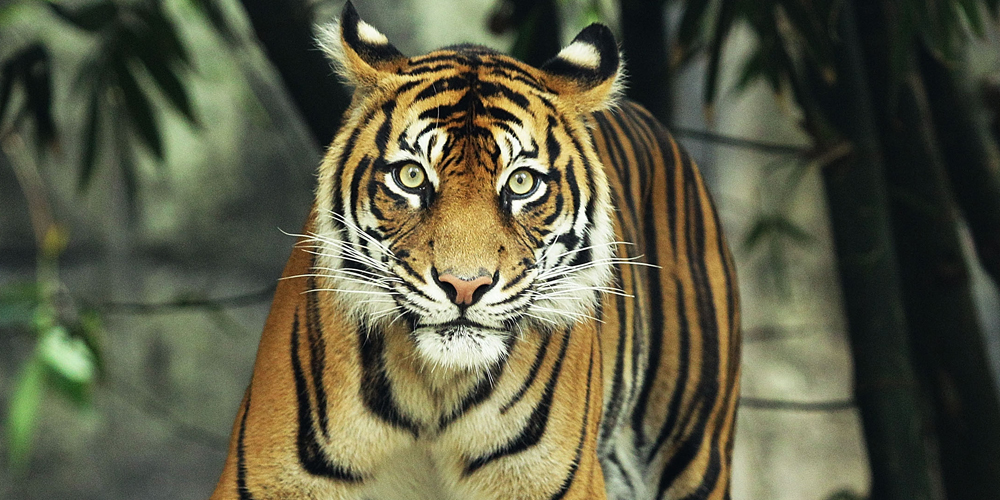 Tiger at Bronx Zoo Tests Positive For Coronavirus | Coronavirus ...