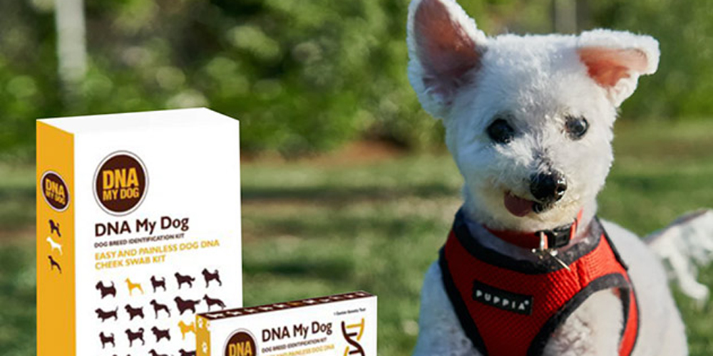 Uncover Your Dog’s DNA Details With the DNA My Dog NextGen Test & Save ...