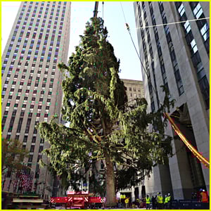 An Owl Stowed Away On The Rockefeller Christmas Tree! | 2020 christmas ...
