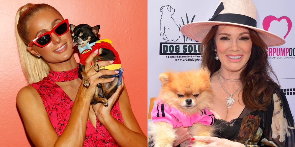 Celebrity Pups: Find Out The Top 10 Dog Breeds Adored by The Stars ...
