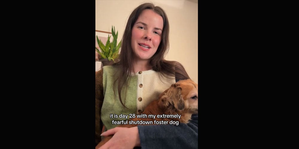 Tiki the Dog’s Foster Mom Isabel Klee Explains Why She’s Not Adopting Him, Despite Their ...