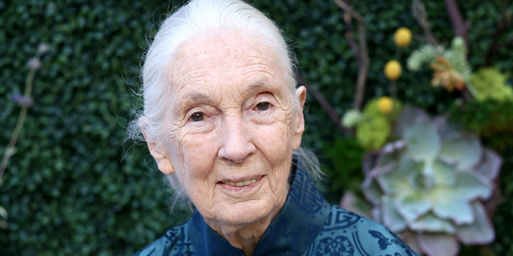 Jane Goodall Dead – Iconic Primatologist, Conservationist & Chimpanzee ...